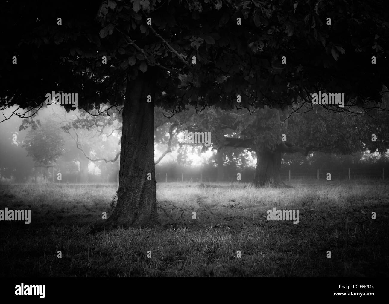 Dark tree canopy hi-res stock photography and images - Alamy