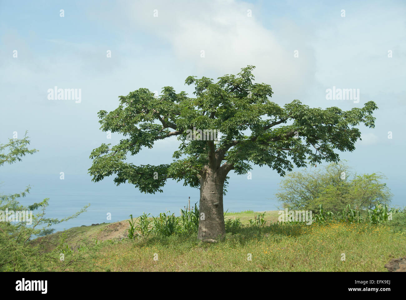 Baobab tree (Adansonia digitata), Fogo, Cape Verde Islands Stock Photo ...