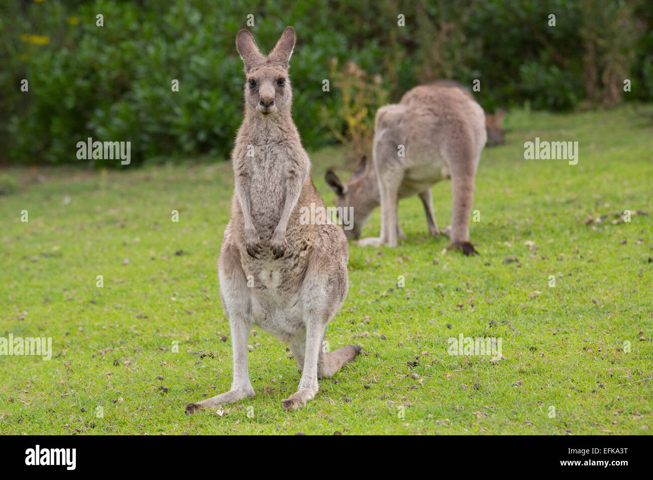 Female kangaroo hi-res stock photography and images - Alamy