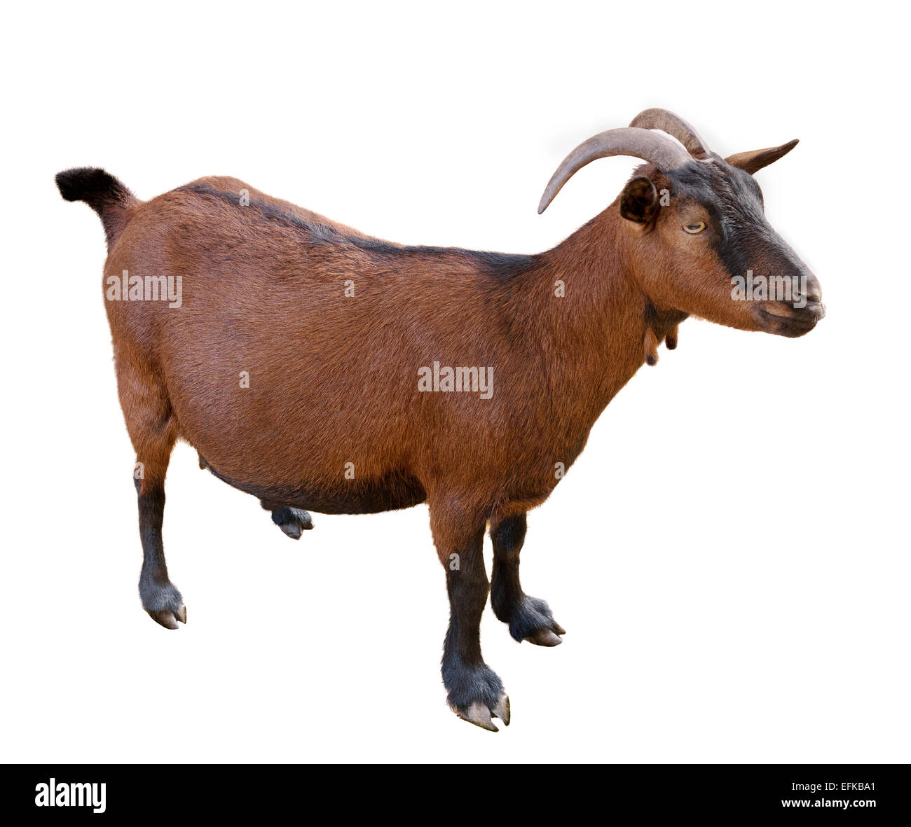 goat. domesticated, brown color. top view. Isolated over white ...