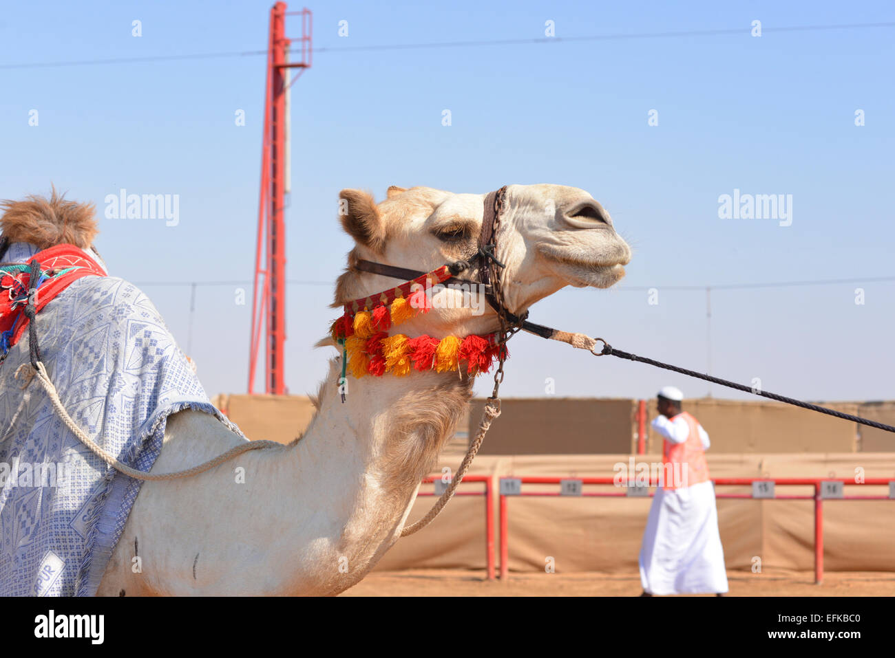 Racing camel hi-res stock photography and images - Alamy
