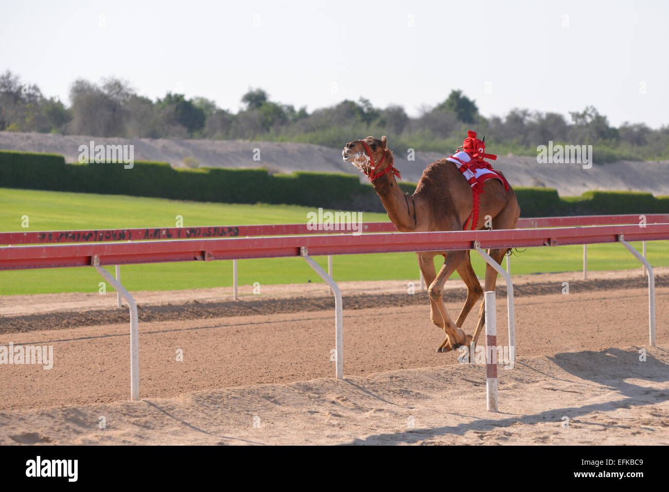 Running camel hi-res stock photography and images - Alamy