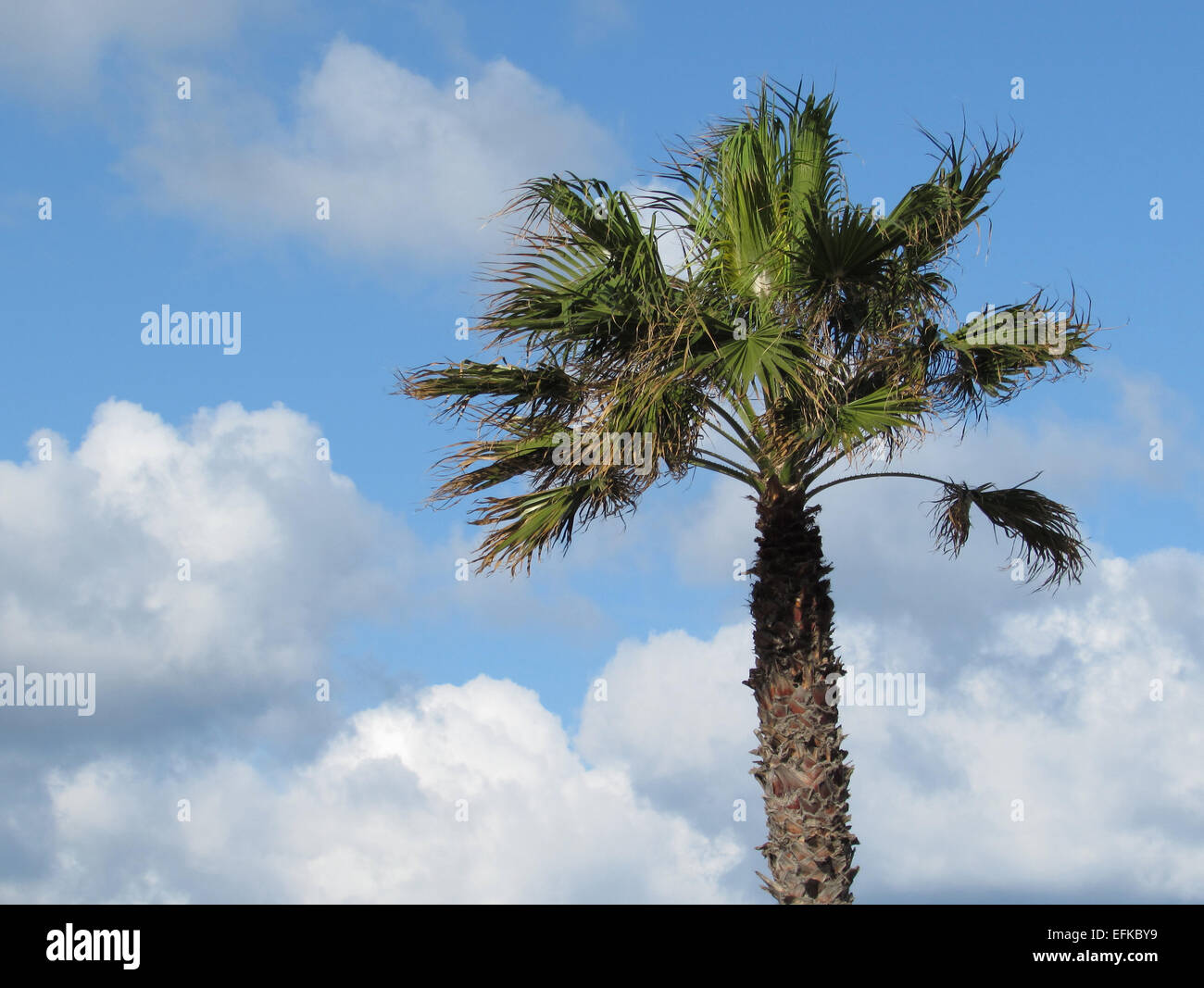 Holiday resorts of Bugibba, Qawra and St Pauls Bay in Malta. Seafront ...