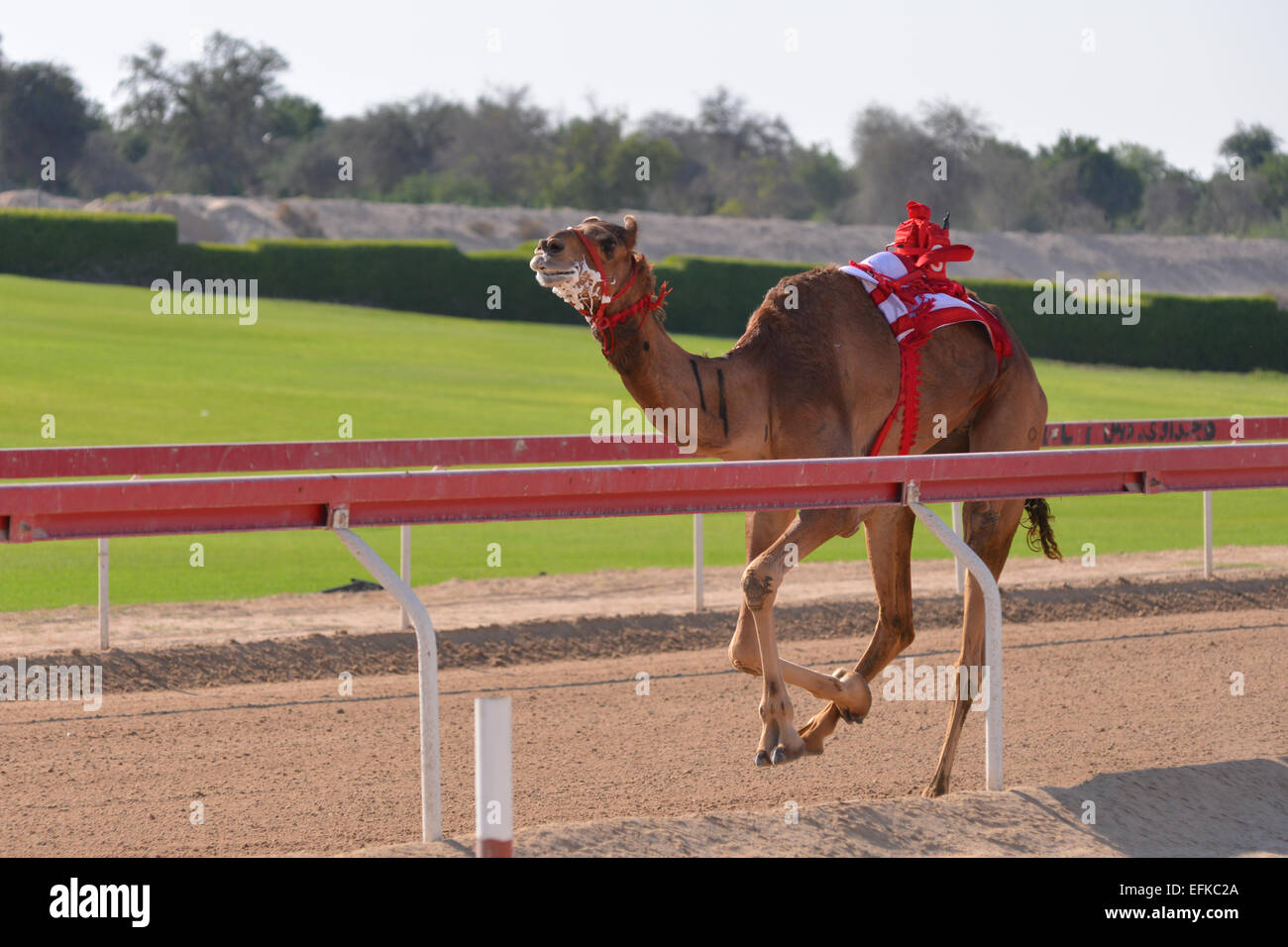 Camel race hi-res stock photography and images - Alamy