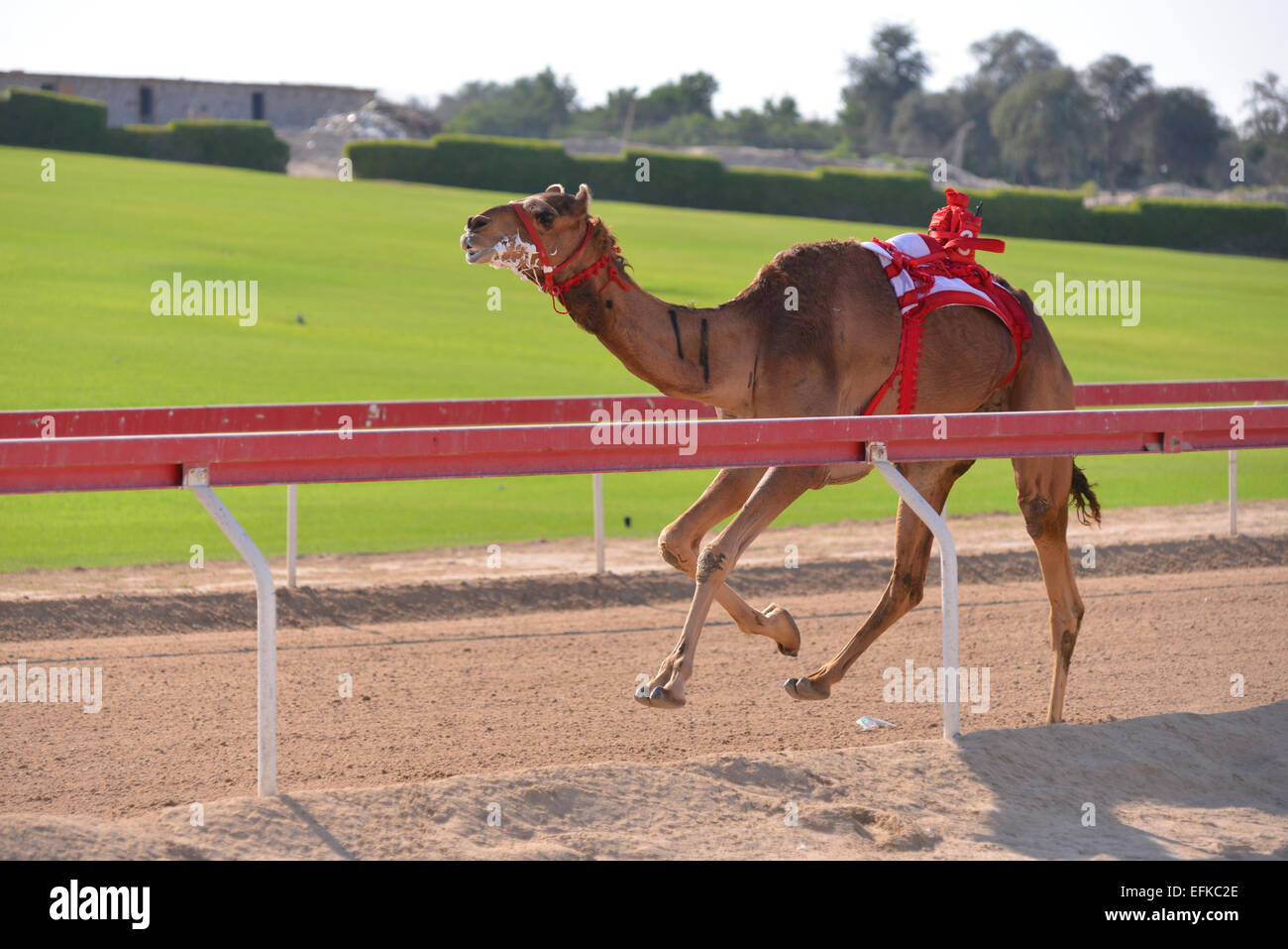 Camel running in a camel race in Abu Dhabi Stock Photo - Alamy