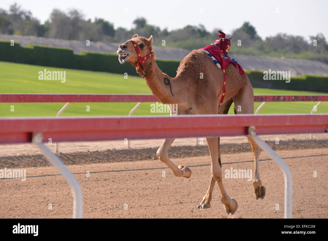 Camel running in a camel race in Abu Dhabi Stock Photo - Alamy