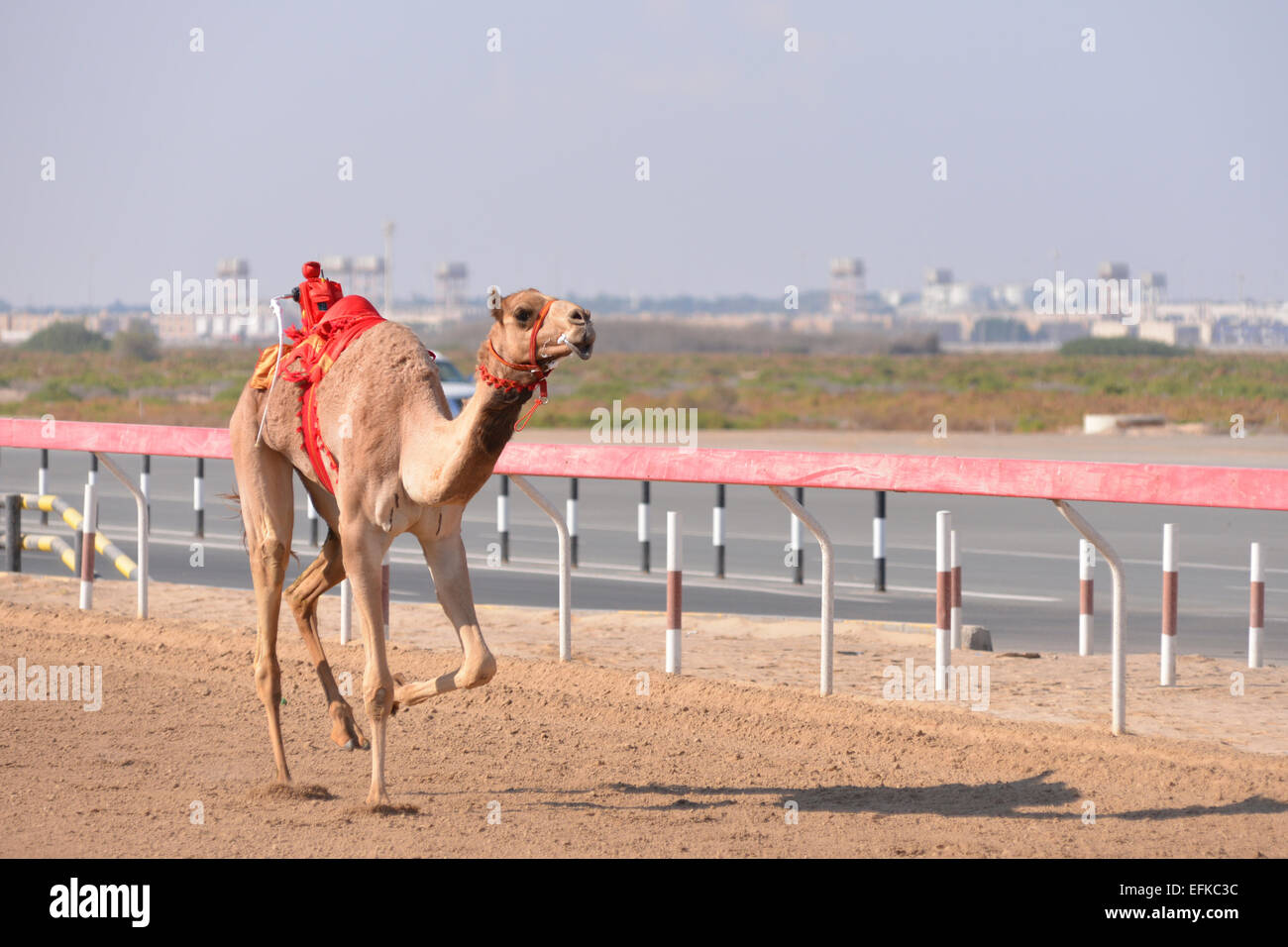 Racing camel at Al Wathba racecourse in Abu Dhabi Stock Photo - Alamy