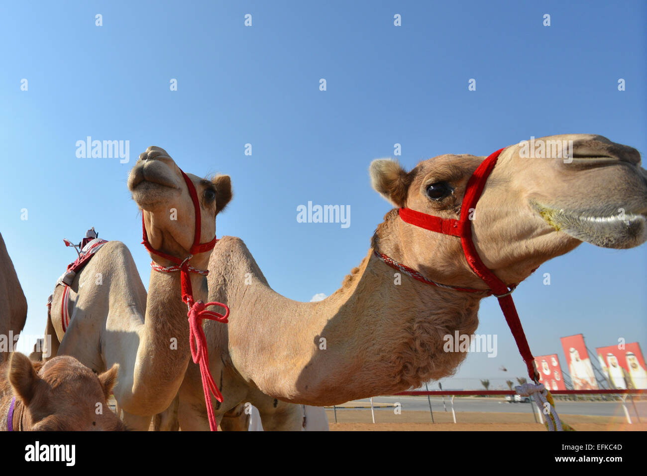 Camel racing dubai hi-res stock photography and images - Alamy