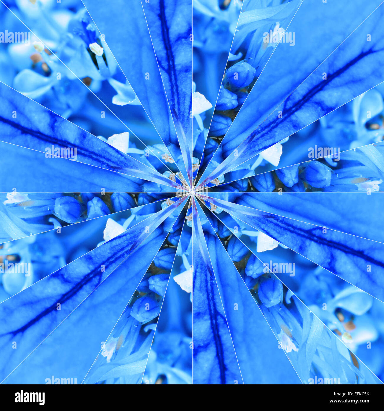 Blue Flower Center Symmetric Collage Made of Collection of Various ...