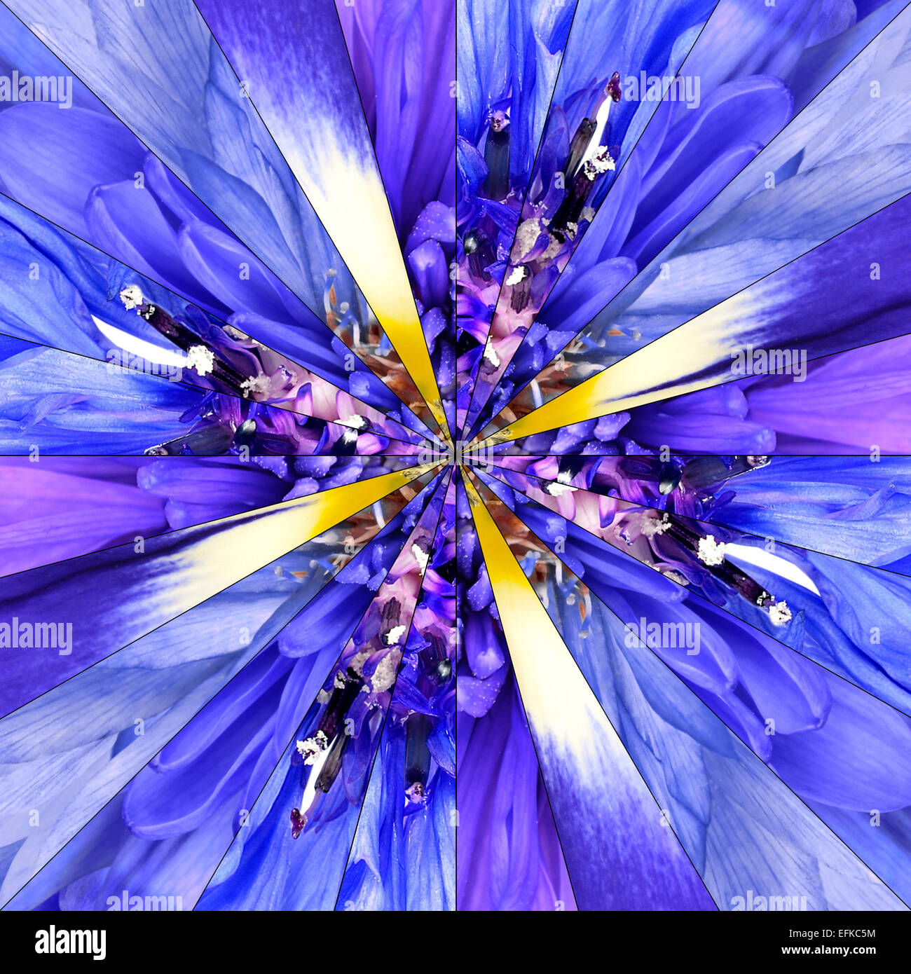 Blue Flower Center Symmetric Collage Made of Collection of Various ...