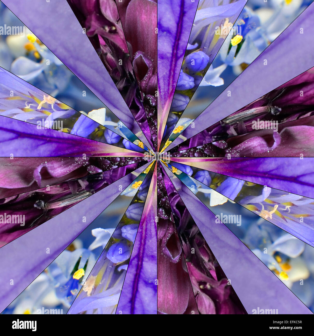 Purple Flower Center Symmetric Collage Made of Collection of Various ...