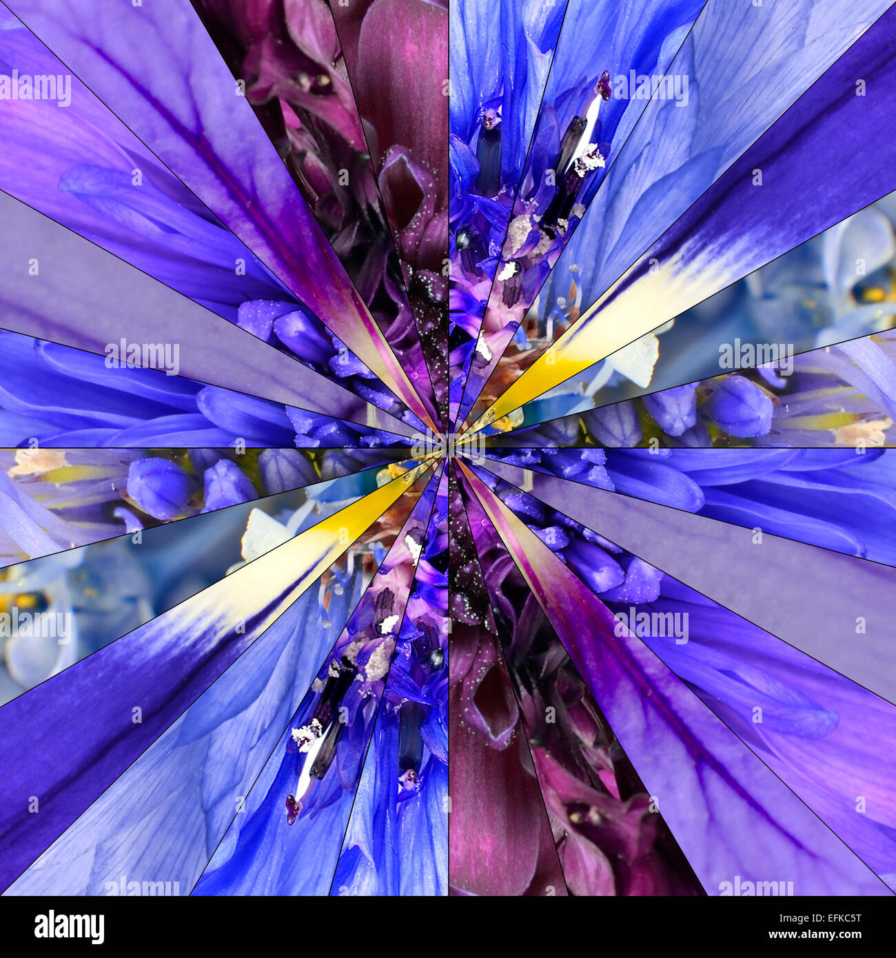 Blue Flower Center Symmetric Collage Made of Collection of Various ...