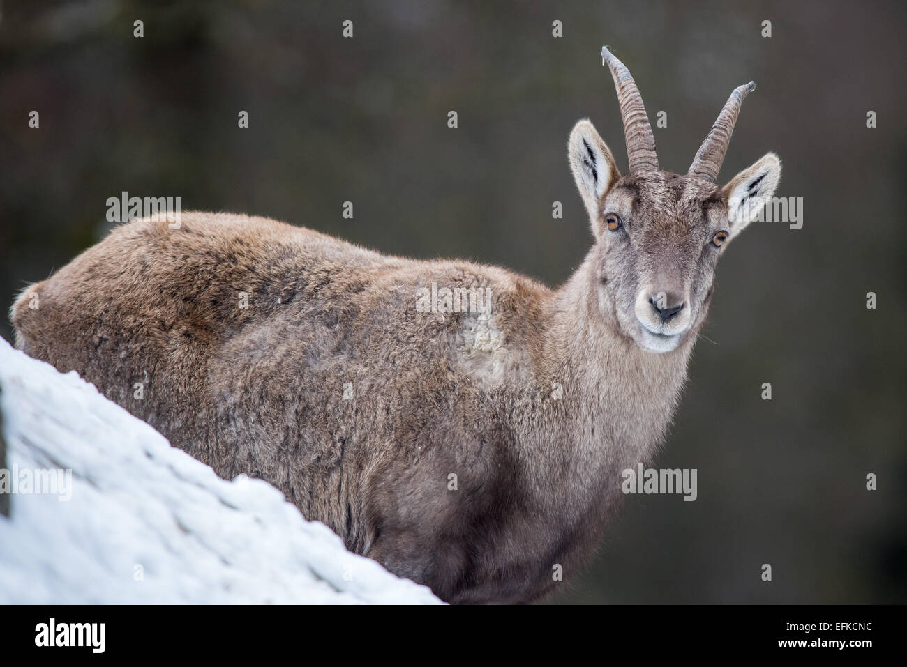 Steinbock symbol hi-res stock photography and images - Alamy