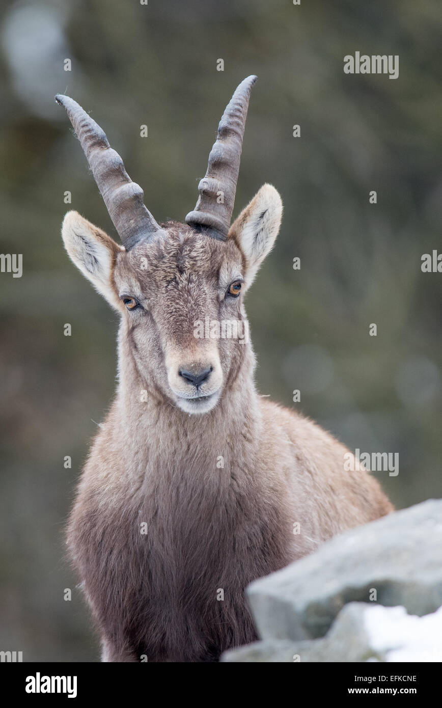 Alpensteinbock alpine ibex male head hi-res stock photography and ...