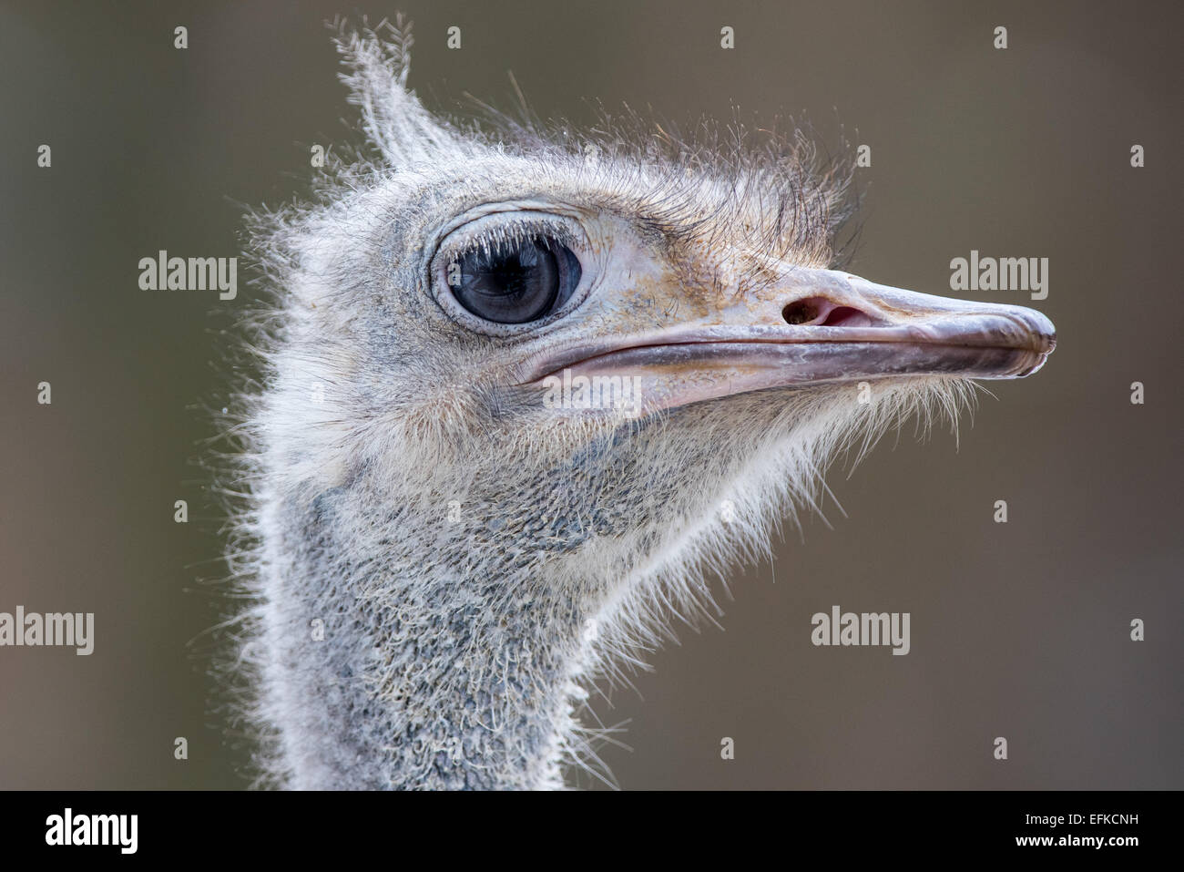 Struthio camelus,Afrikanischer Strauss, Common Ostrich Stock Photo - Alamy
