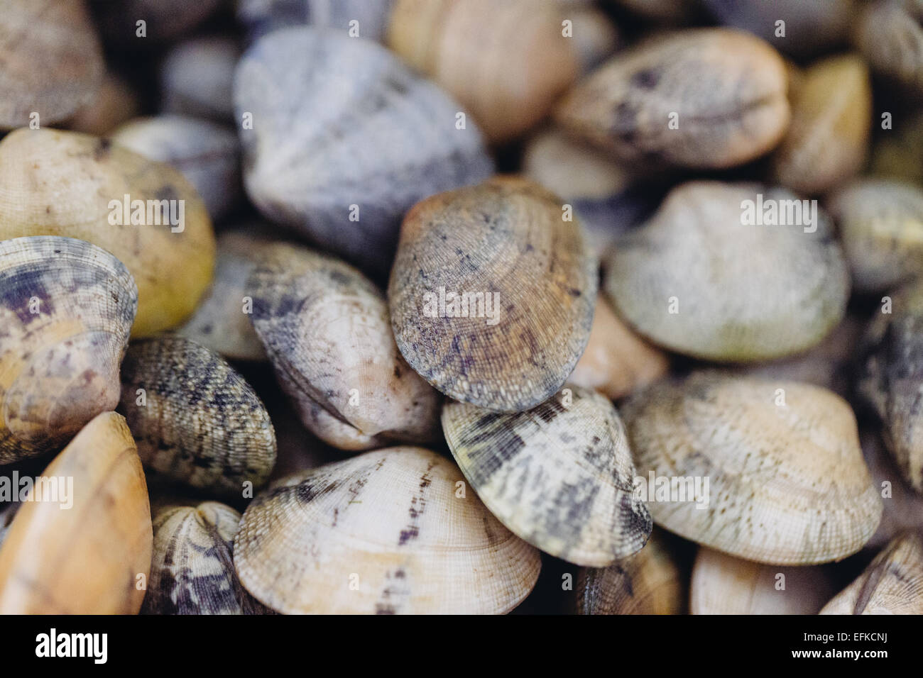 Ruditapes decussatus hi-res stock photography and images - Alamy