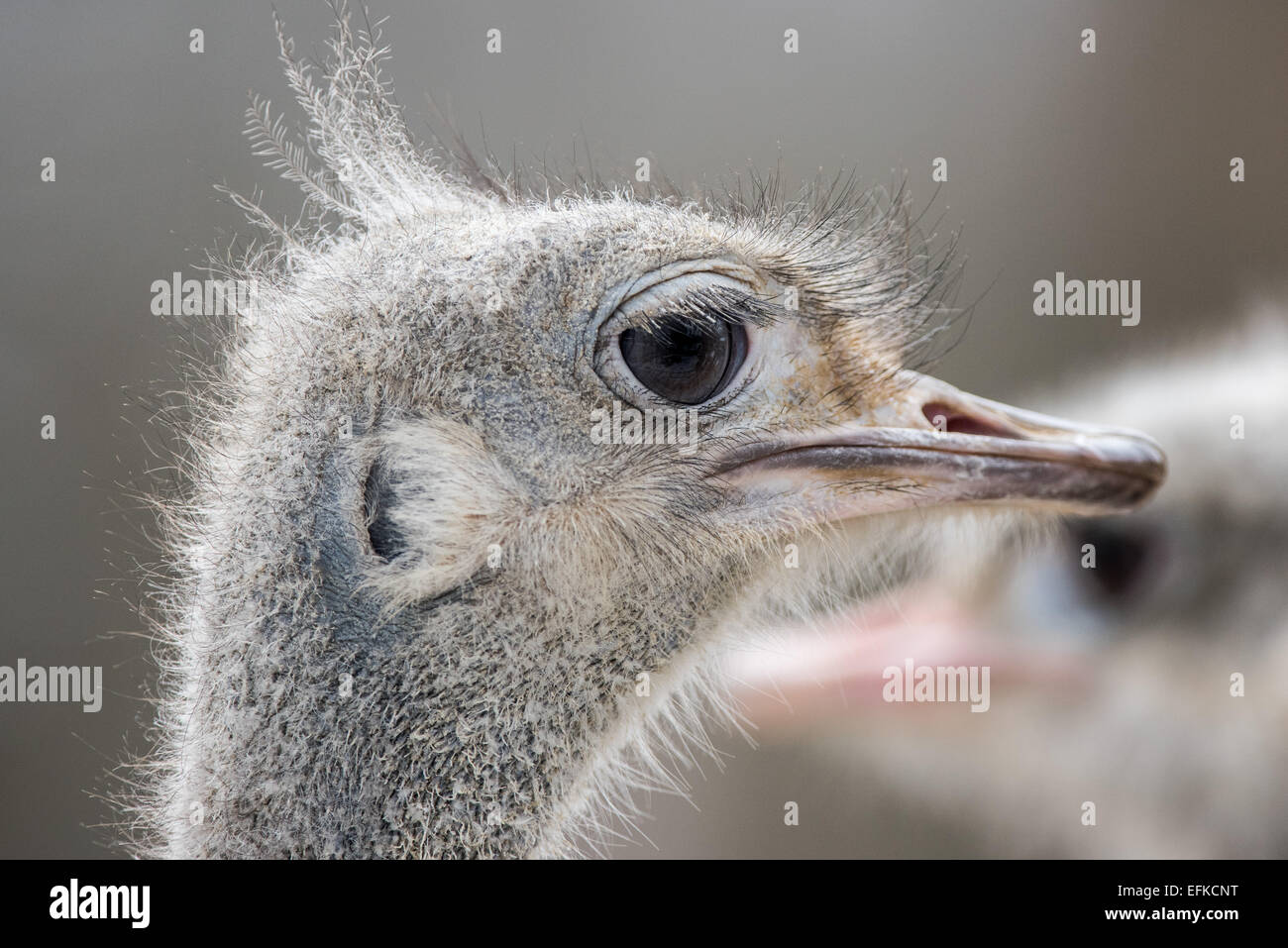 Struthio camelus,Afrikanischer Strauss, Common Ostrich Stock Photo - Alamy