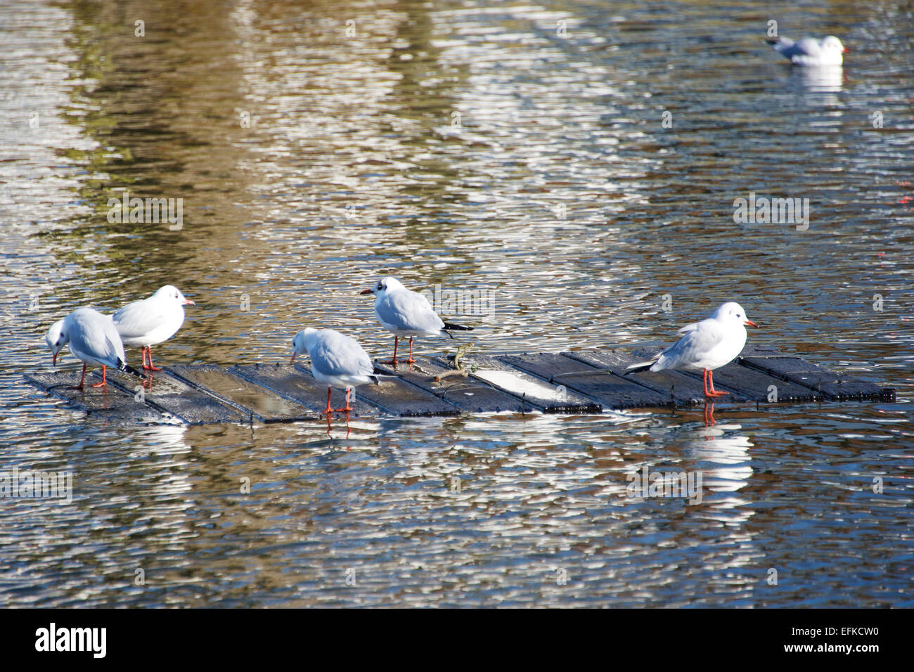 Keep feet dry hi-res stock photography and images - Alamy