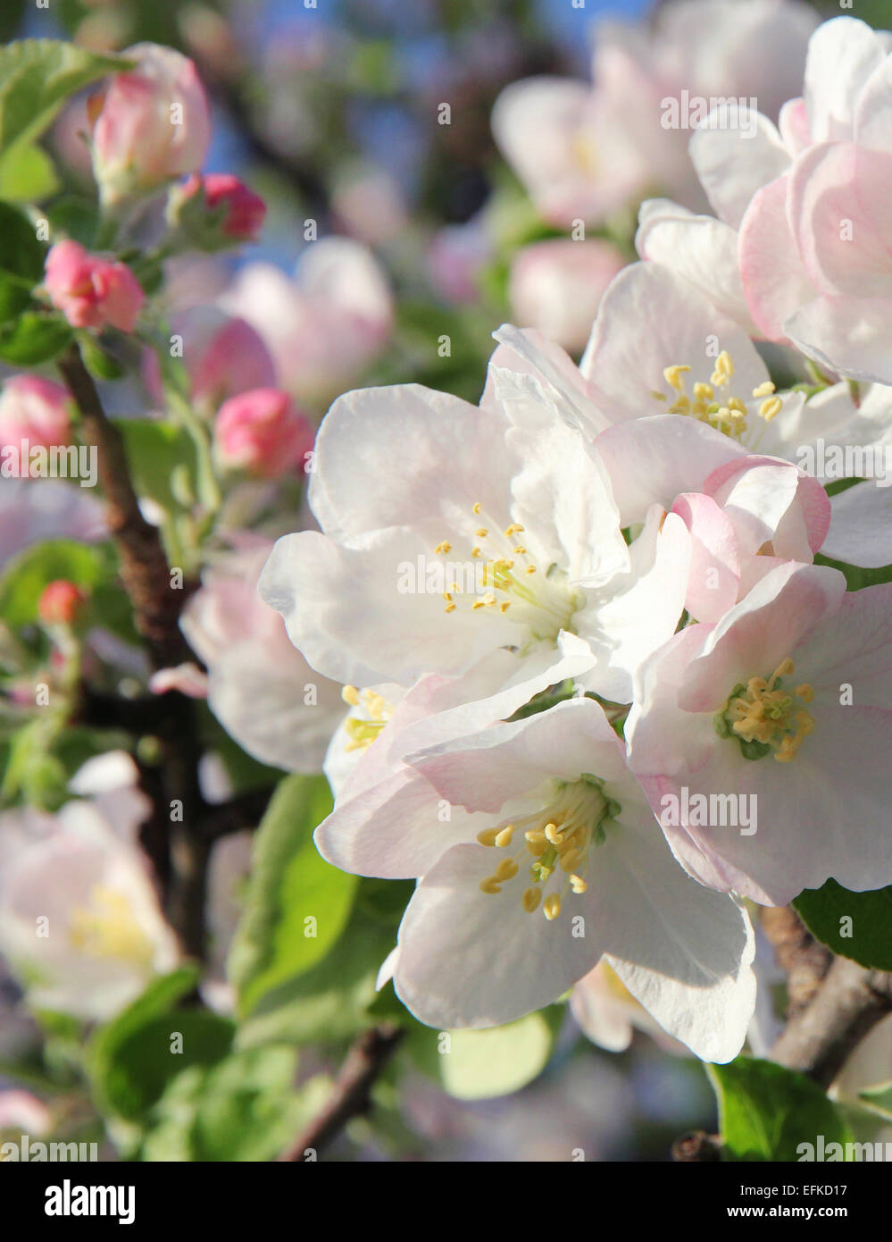 Pink apple blossoms in spring Stock Photo - Alamy