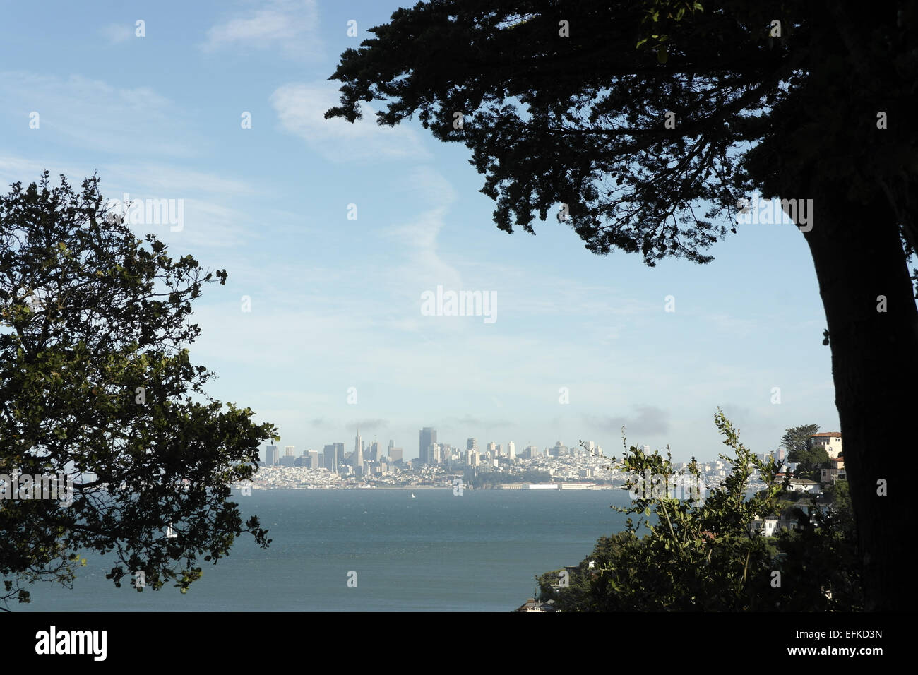 Trees tall dark trunks leaves standing rising gardens centre foreground ...