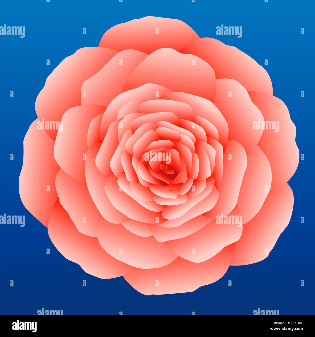 Salmon pink rose on blue gradient background Stock Photo - Alamy