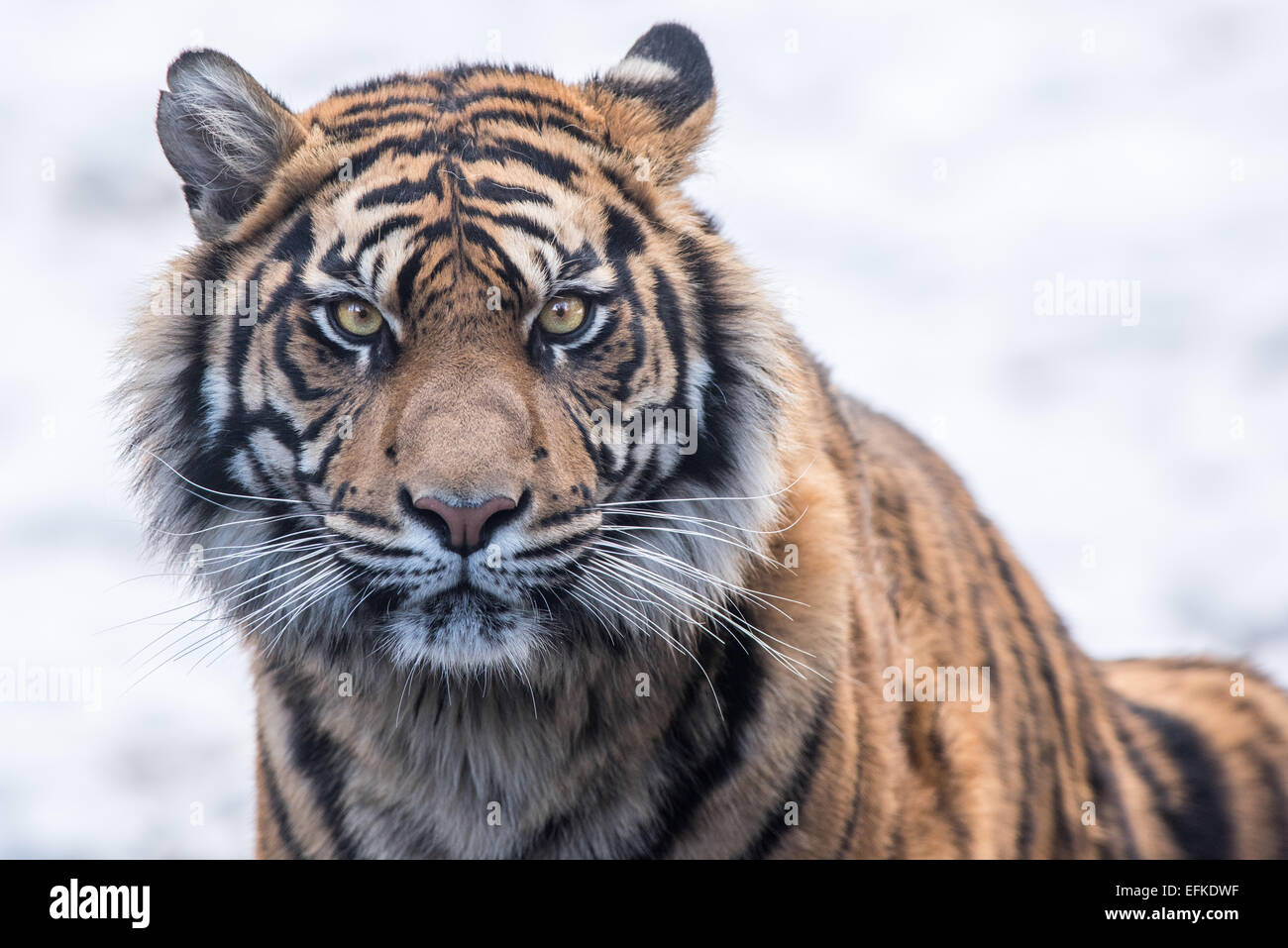 Panthera tigris altaica,Sibirischer Tiger, Amur Tiger, Siberian tiger ...