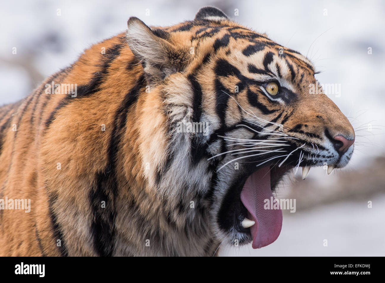 Panthera tigris altaica,Sibirischer Tiger, Amur Tiger, Siberian tiger ...