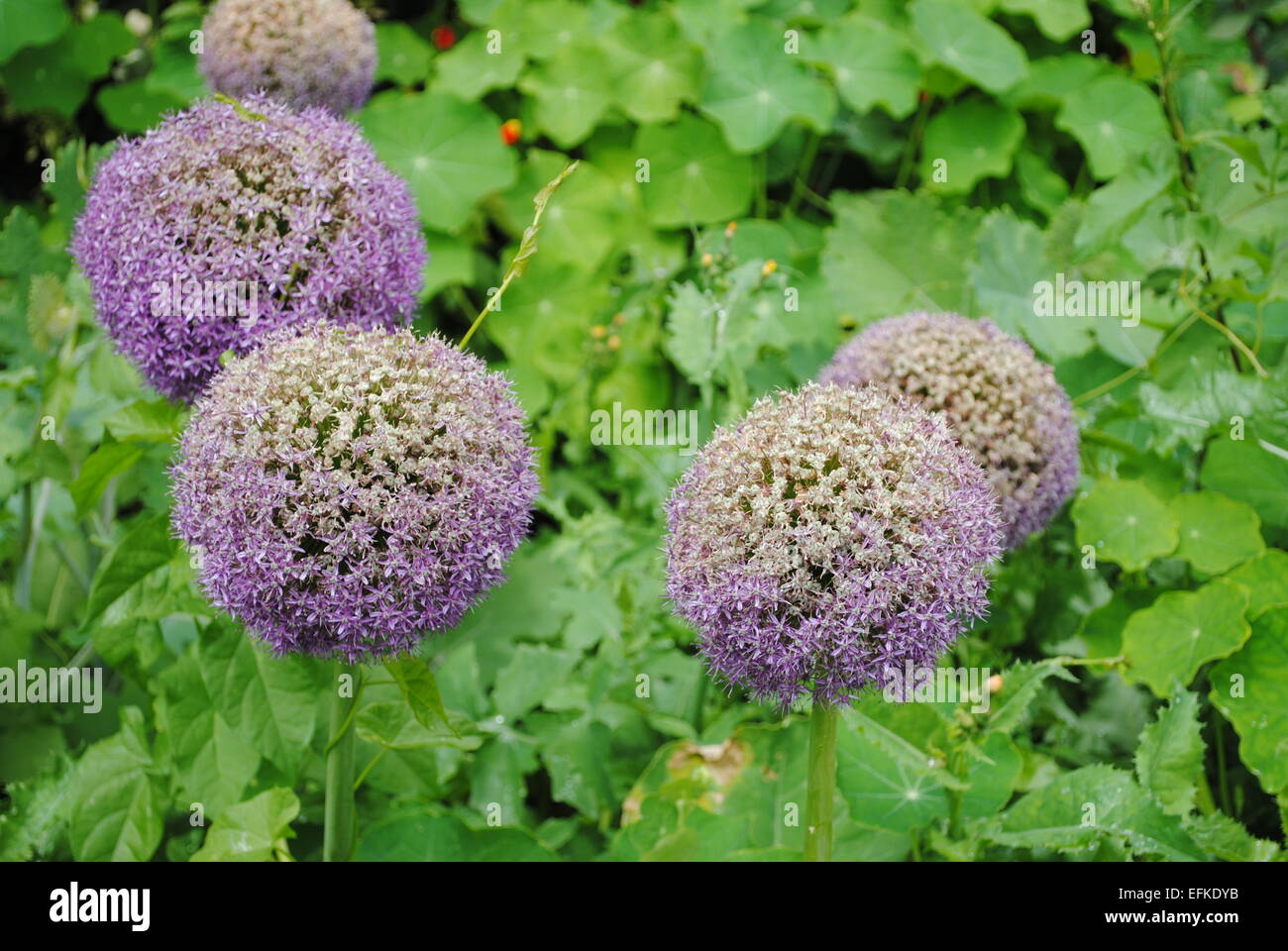 Alium plant hi-res stock photography and images - Alamy