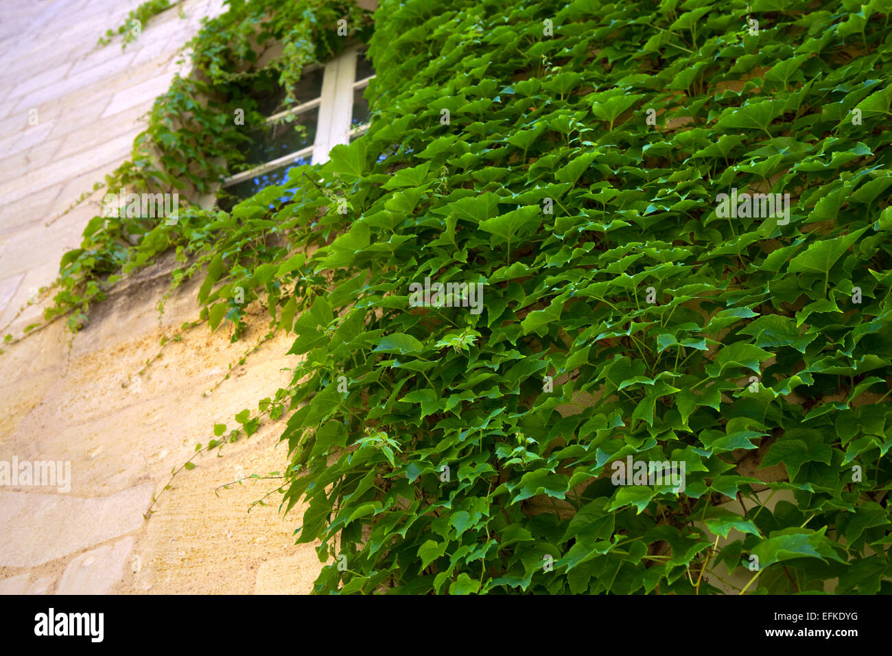 Virginia creeper on a stone wall Stock Photo - Alamy