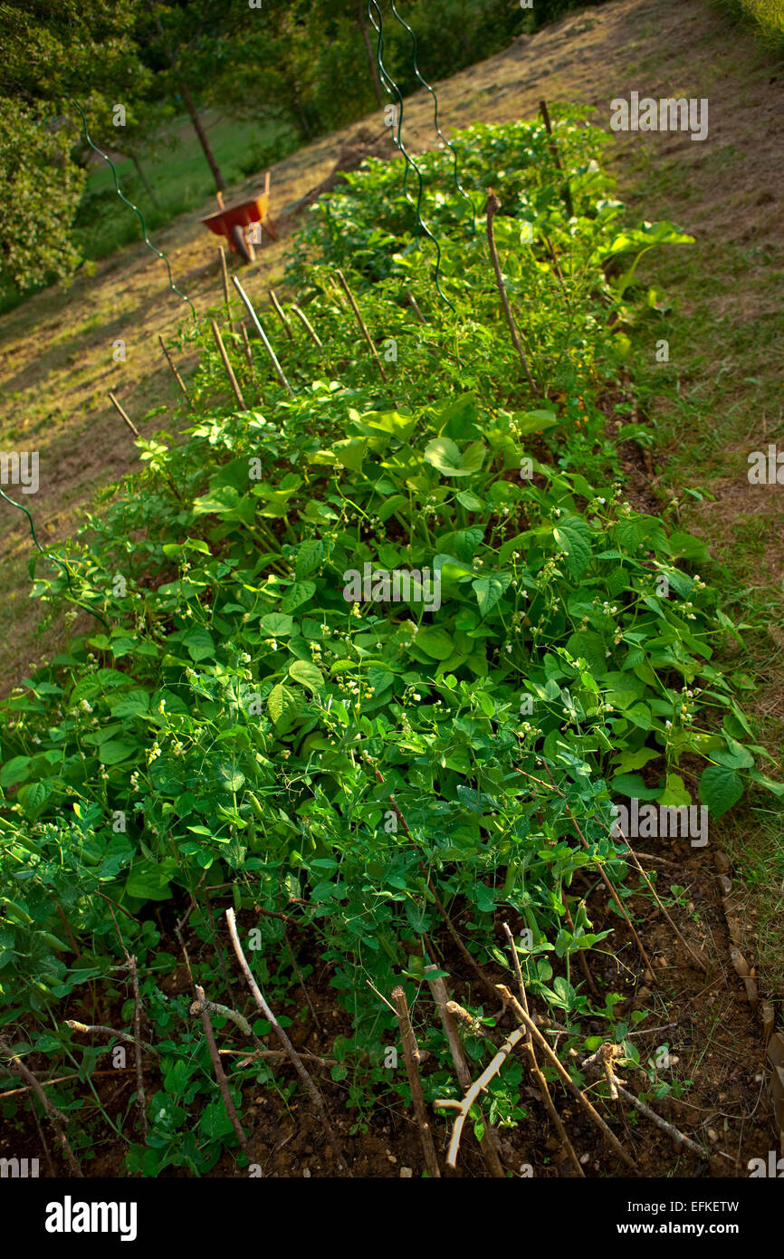 Vegetable garden in countryside Stock Photo - Alamy