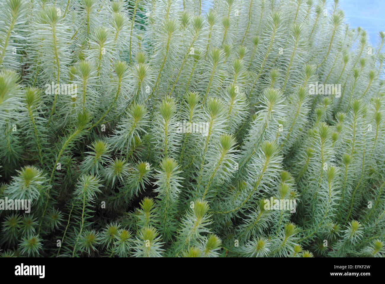 Phylica pubenscens hi-res stock photography and images - Alamy