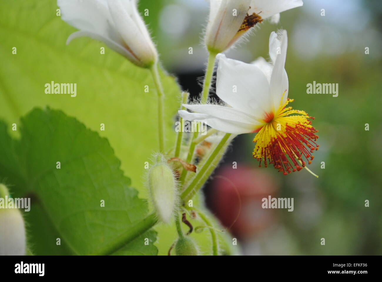 African hemp hi-res stock photography and images - Alamy