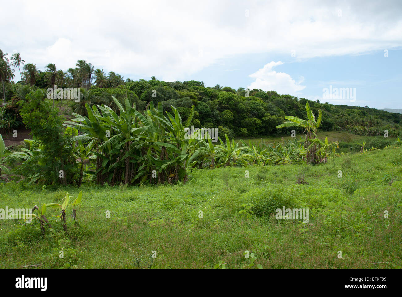 A small banana plantation, Dominican Republic Stock Photo - Alamy
