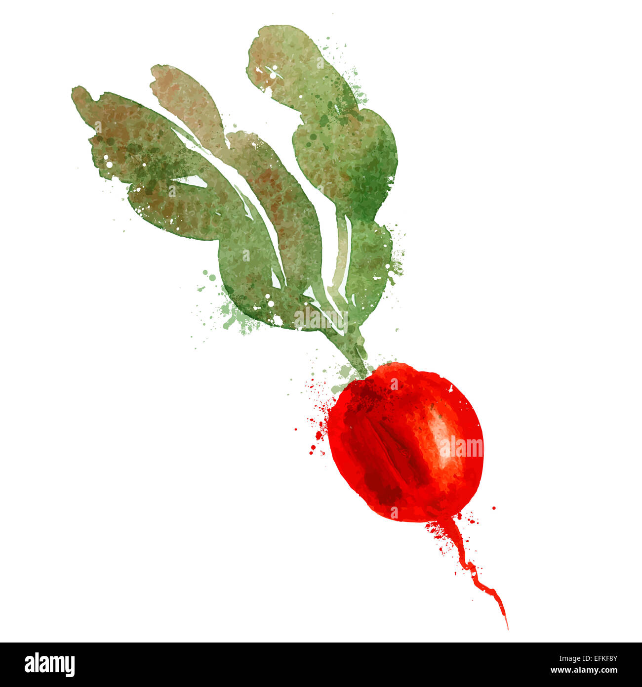 radish vector logo design template. vegetables or food icon Stock Photo ...