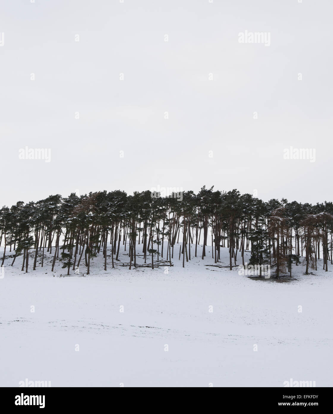 Hilltop coniferous trees hi-res stock photography and images - Alamy