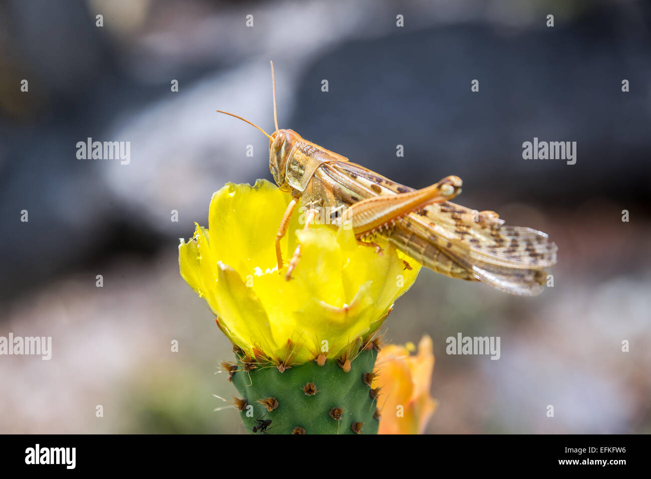 Grasshopper on a yellow cactus flower near Ayacucho, Peru Stock Photo ...