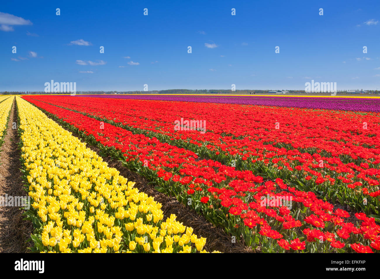 Wonderful tulip field rows with sky horizon Stock Photo - Alamy