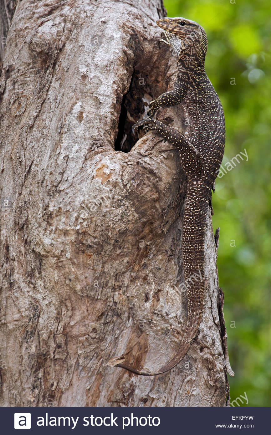 Lizards Climb Tree High Resolution Stock Photography and Images - Alamy