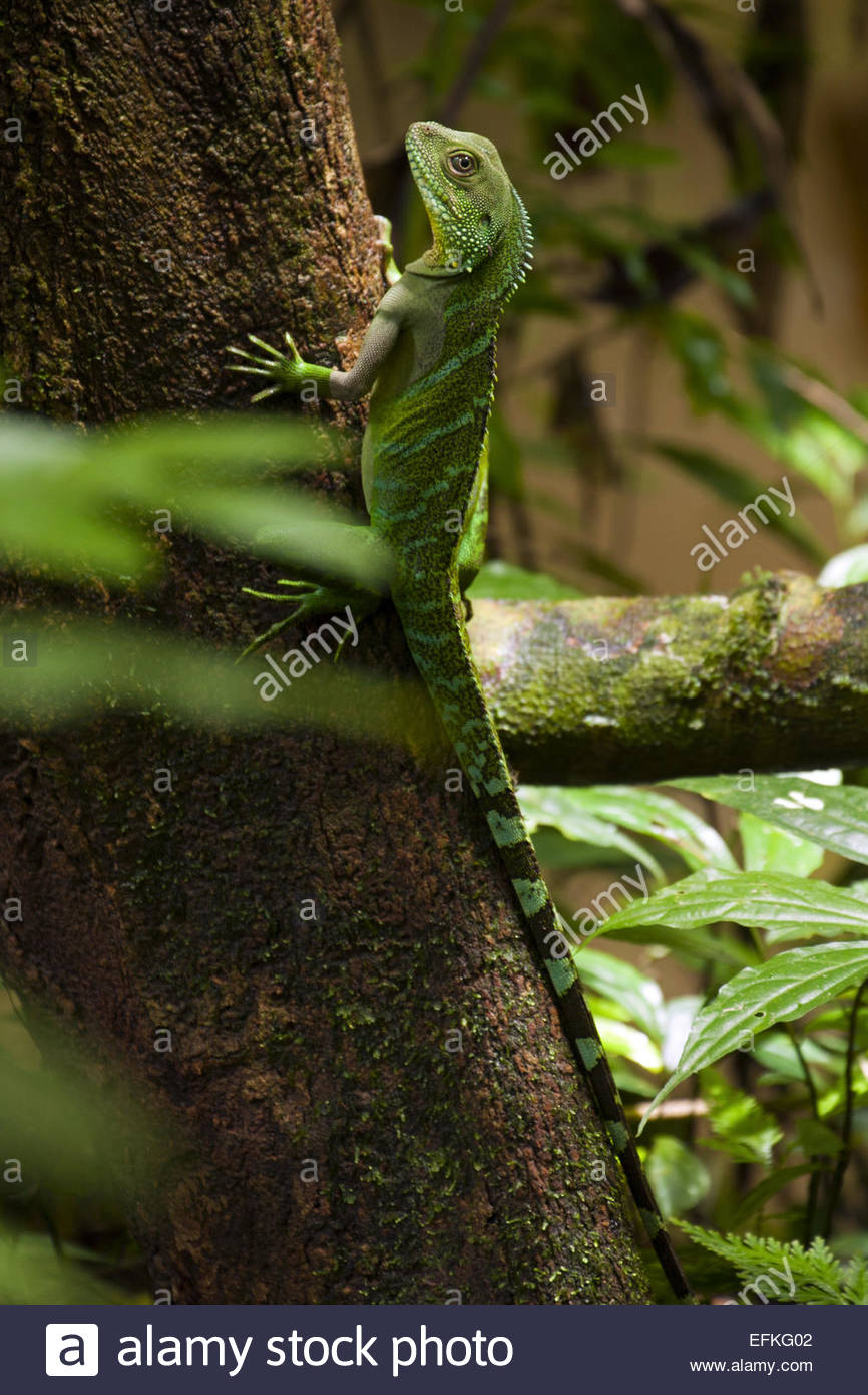 Lizards Climb Tree High Resolution Stock Photography and Images - Alamy