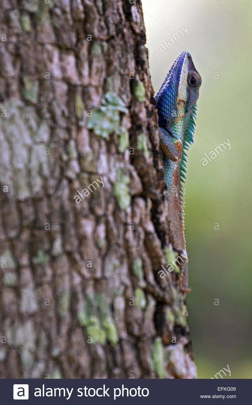 Lizards Climb Tree High Resolution Stock Photography and Images - Alamy