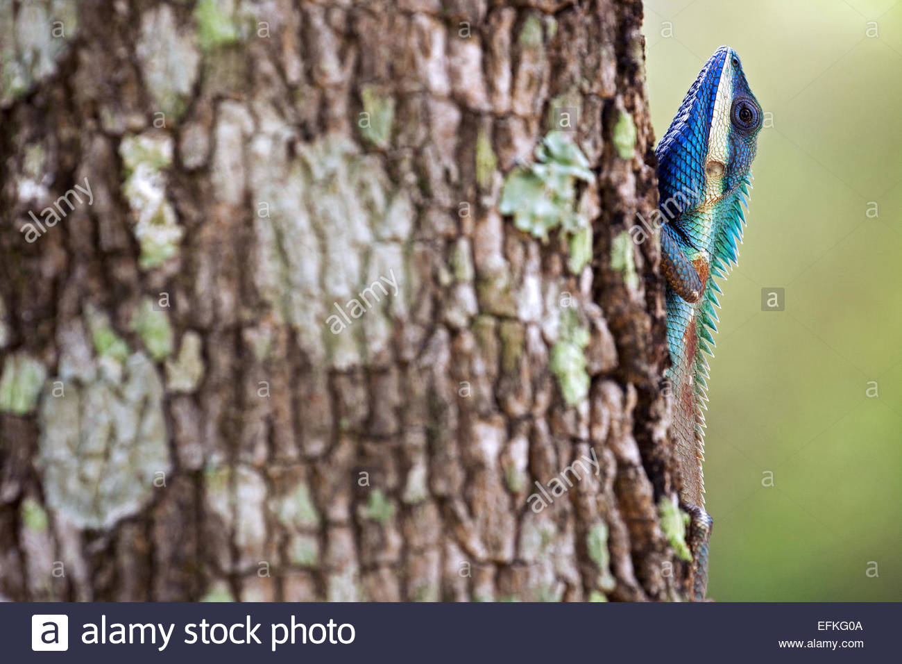 Lizards Climb Tree High Resolution Stock Photography and Images - Alamy