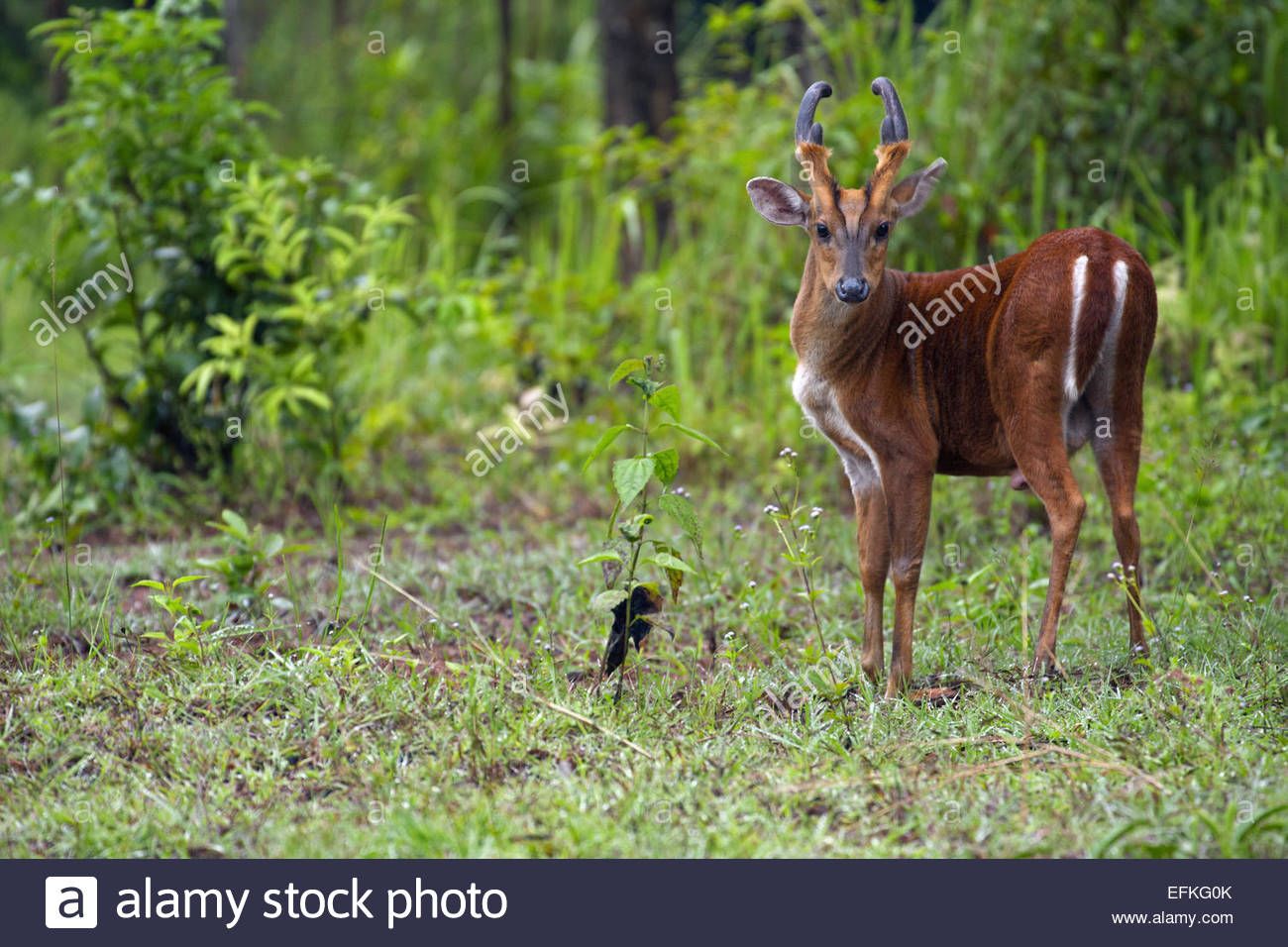 Indian Muntjak High Resolution Stock Photography and Images - Alamy