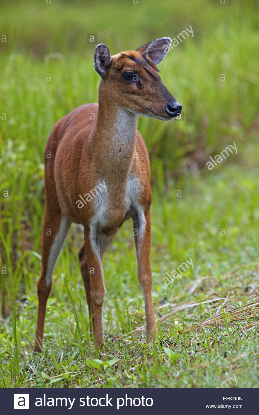 Barking Deer Stock Photos & Barking Deer Stock Images - Alamy