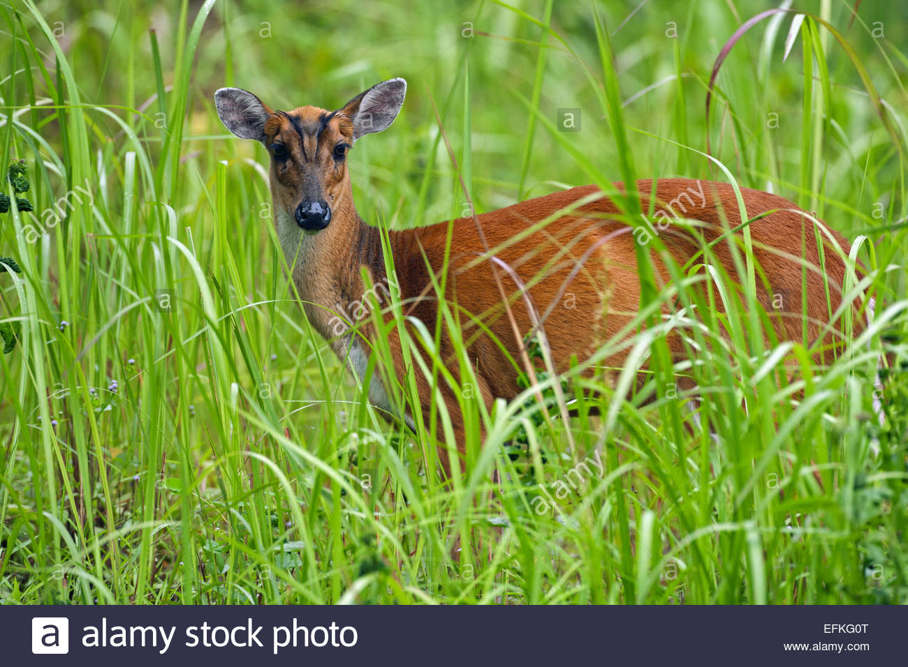 Barking Deer Stock Photos & Barking Deer Stock Images - Alamy