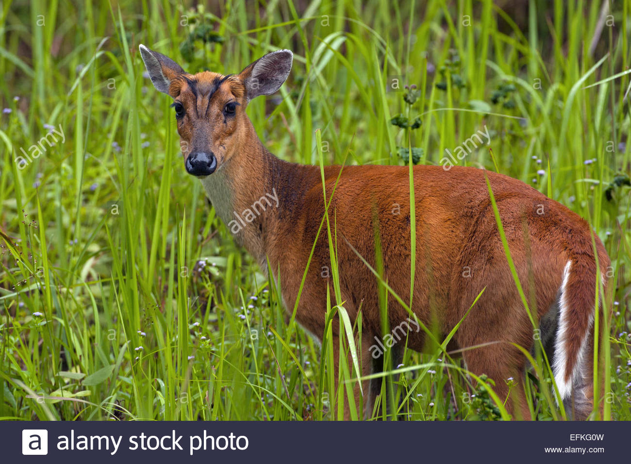 Indian Muntjac Muntiacus Muntjak Stock Photos & Indian Muntjac ...