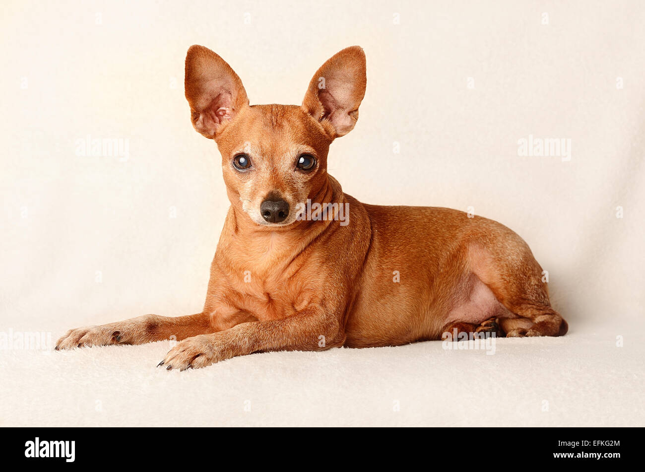 Miniature pinscher relax on white background Stock Photo - Alamy
