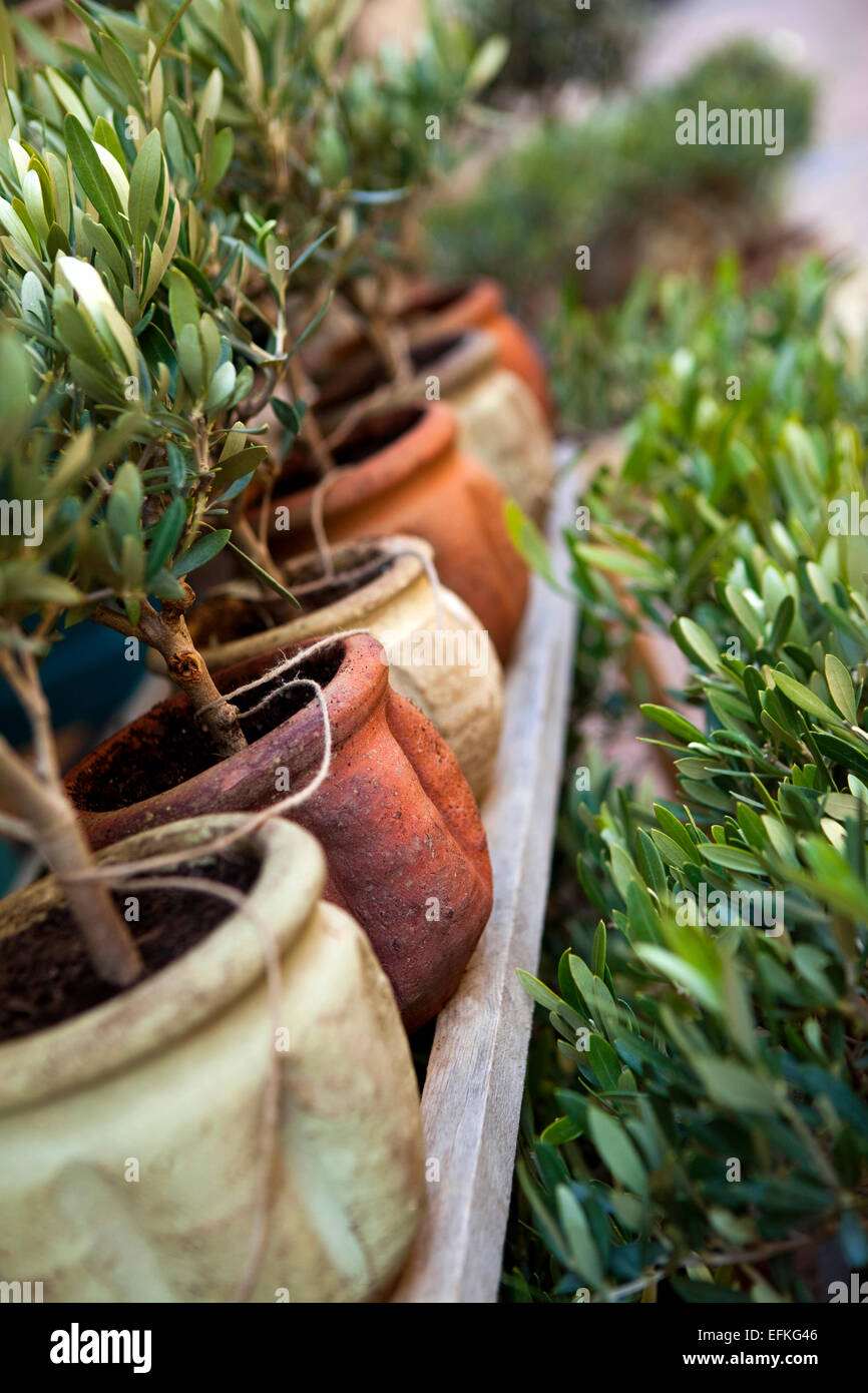 Young olive trees on a terrace Stock Photo - Alamy