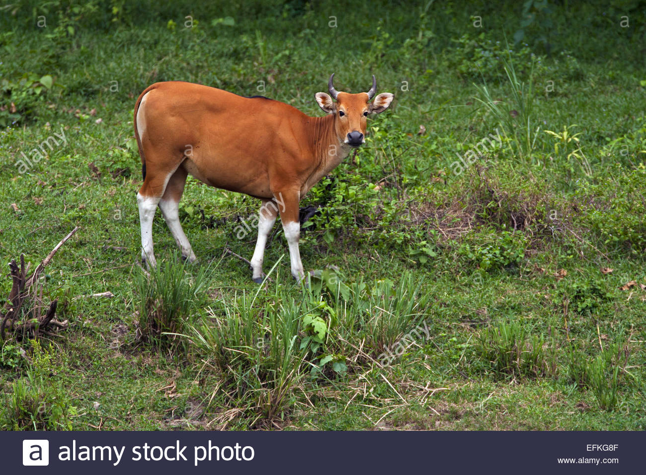Thai Cattle High Resolution Stock Photography and Images - Alamy