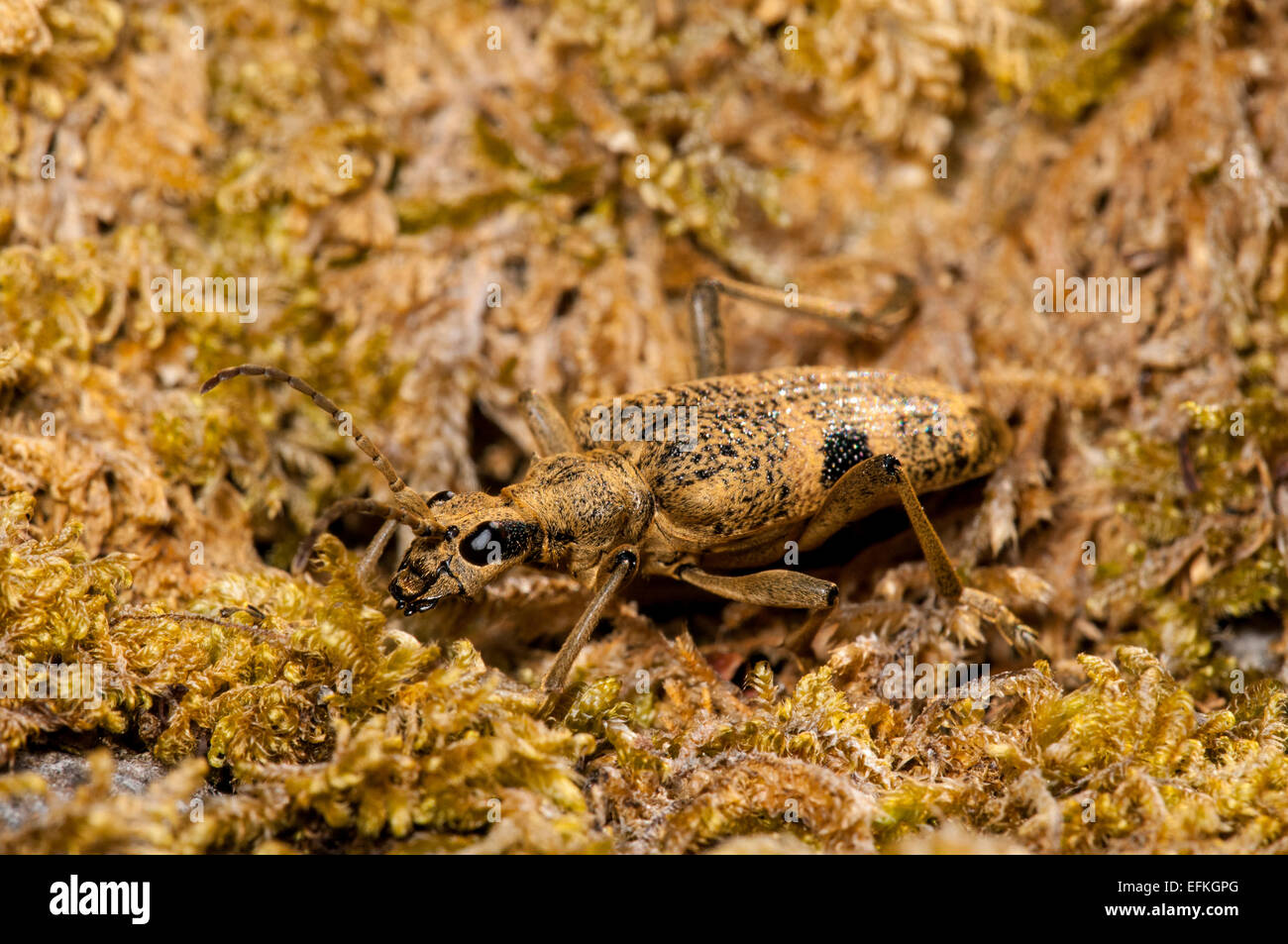 Black-spotted longhorn beetle (Rhagium mordax), adult, beautifully ...