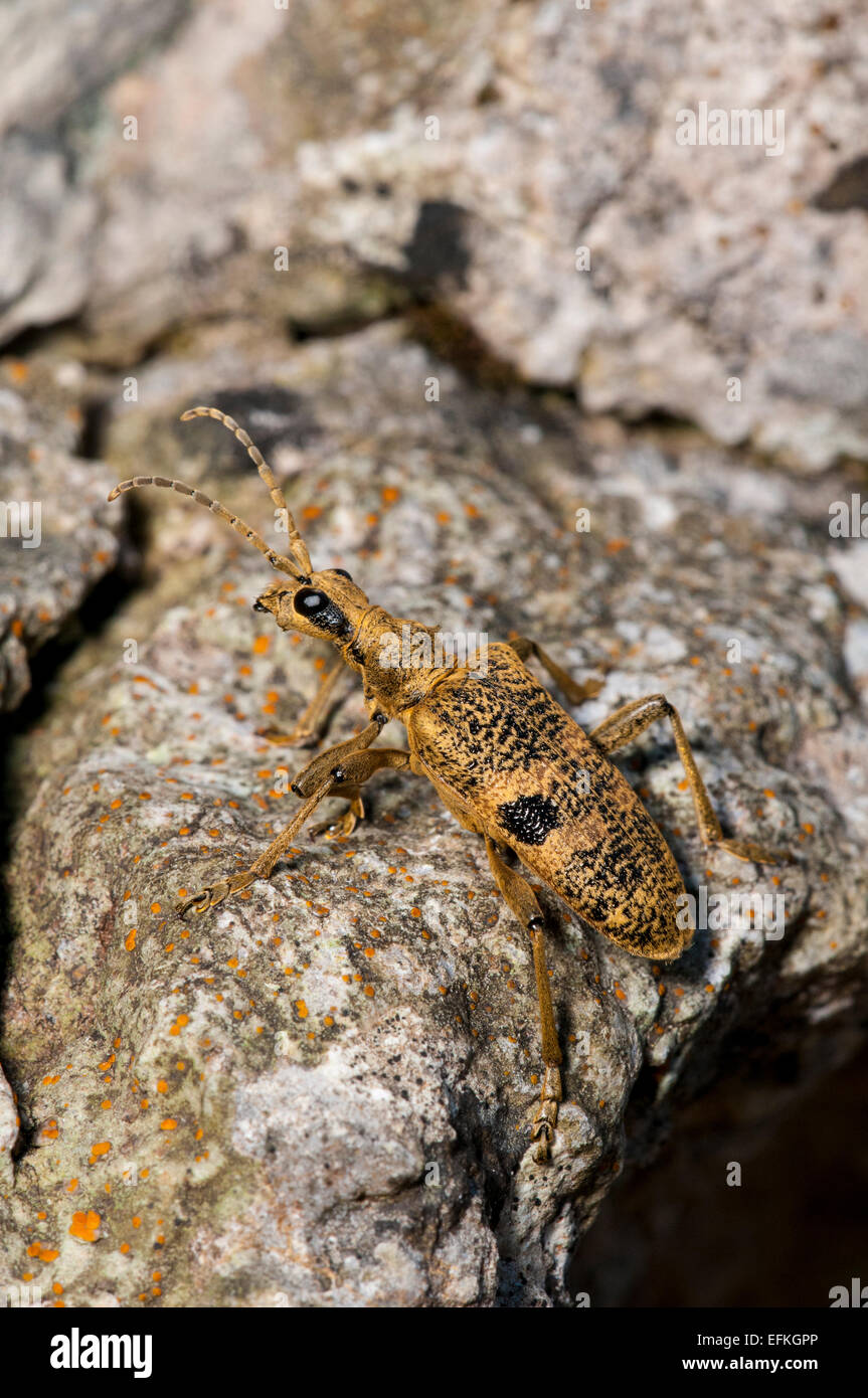 Black-spotted longhorn beetle (Rhagium mordax), adult, walking over a ...